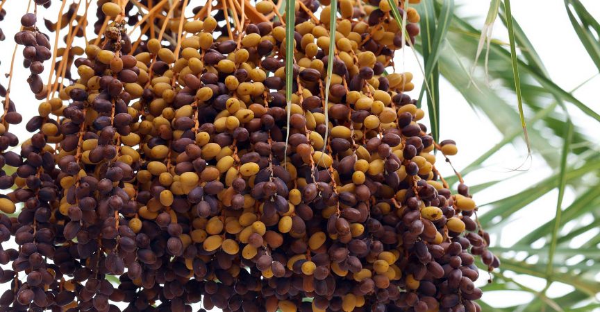 Date Fruit - Learn About Nature