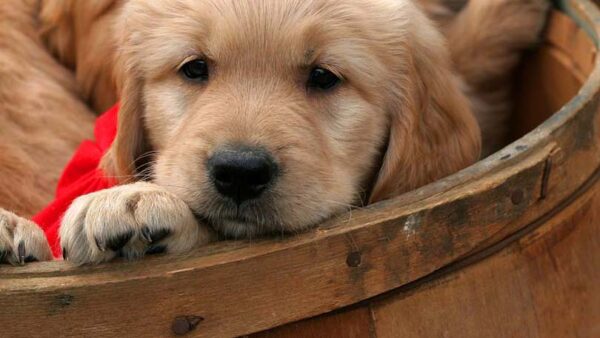 Breeding a Dog - Understanding Dog Reproduction - Learn About Nature