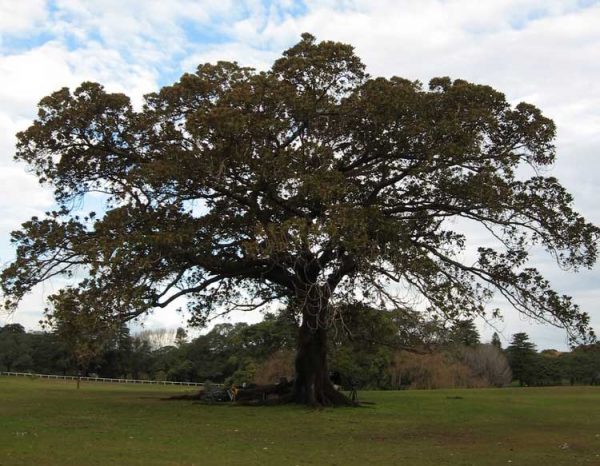 Fig Trees - Learn About Nature