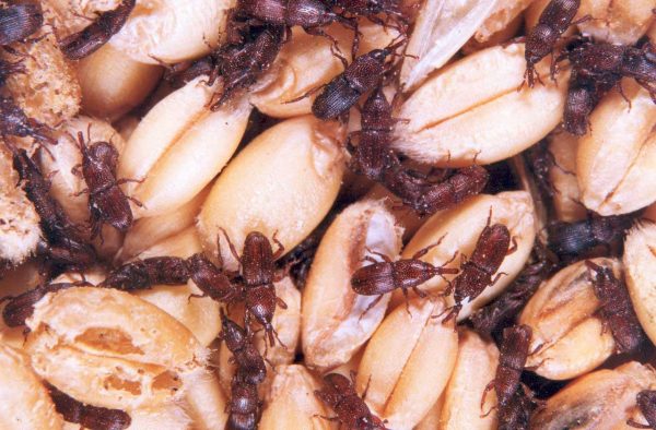 Flour Weevil - Learn About Nature