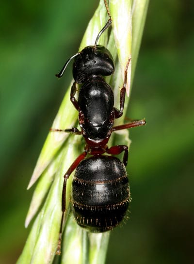 formica-ant01 - Learn About Nature