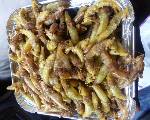 fried-grasshoppers - Learn About Nature