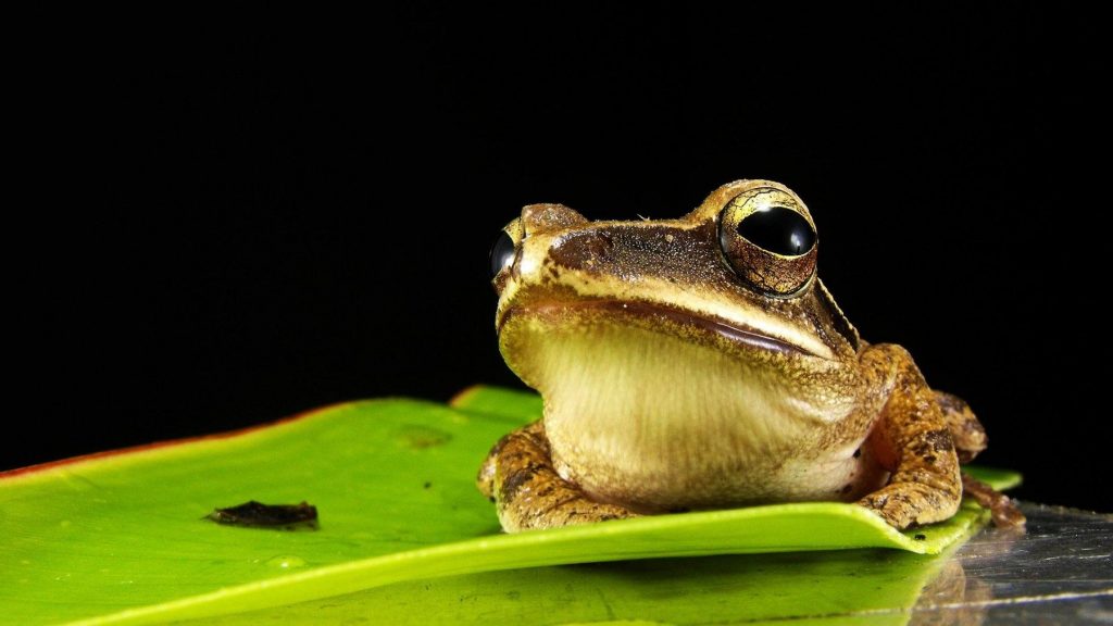 Golden Tree Frog - Learn About Nature