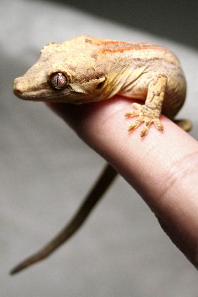 gargoyle-gecko02-1.jpg - Learn About Nature