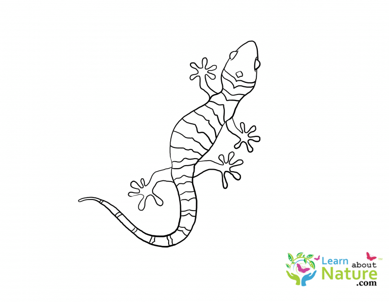 gecko-coloring-page-1 - Learn About Nature