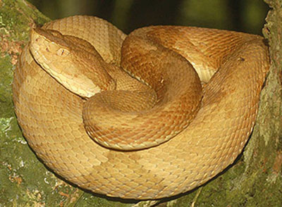 golden-lancehead01.jpg - Learn About Nature