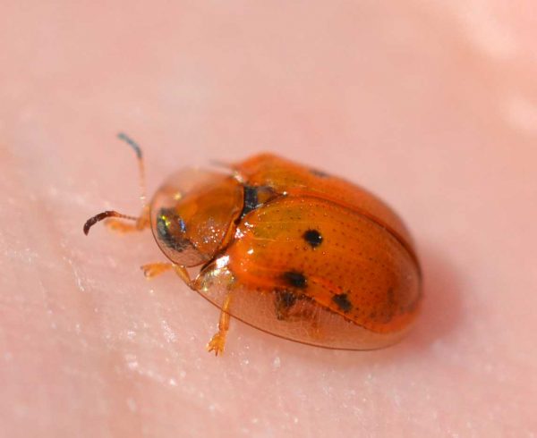 Golden Tortoise Beetle - Learn About Nature