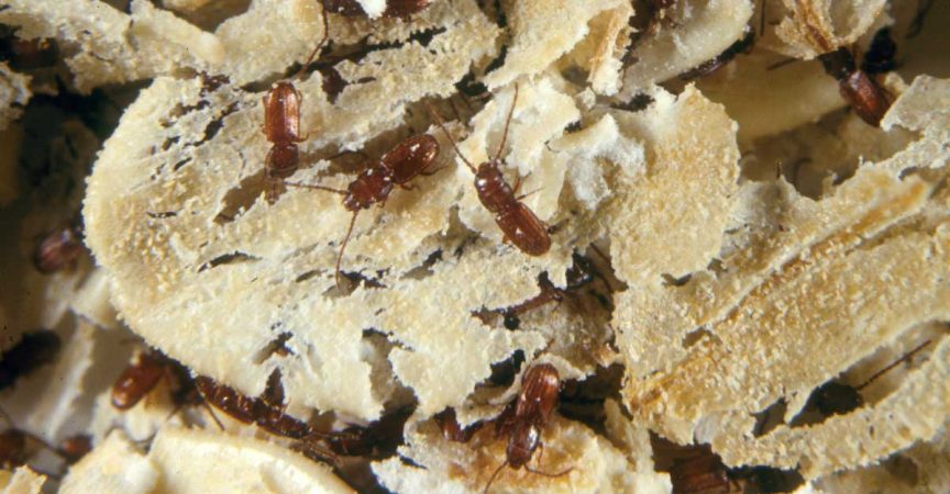 grain-beetles - Learn About Nature