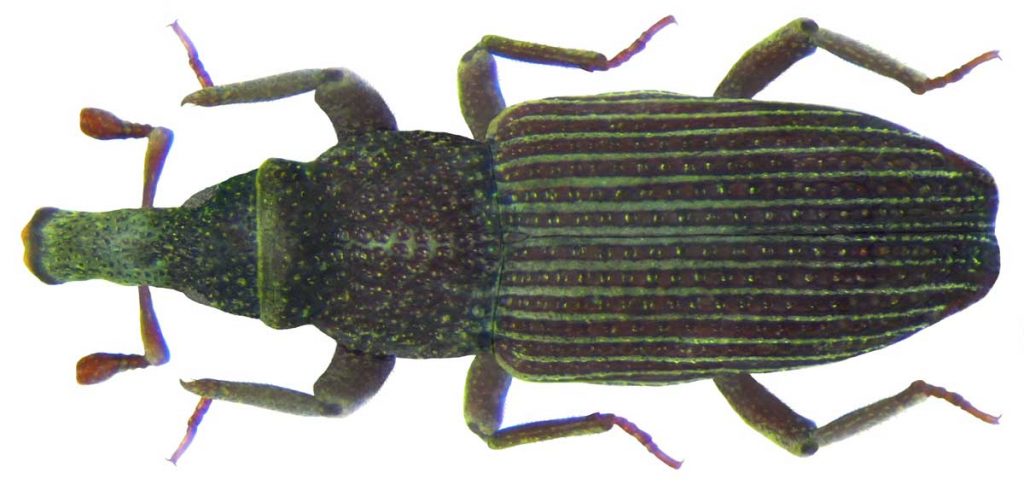 Grain Weevil - Learn About Nature