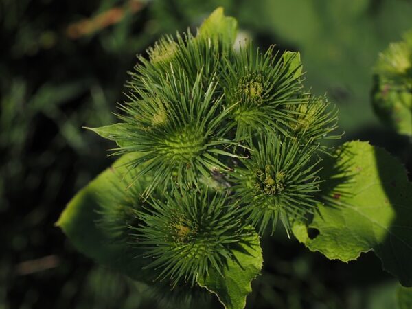 Burdock - Learn About Nature