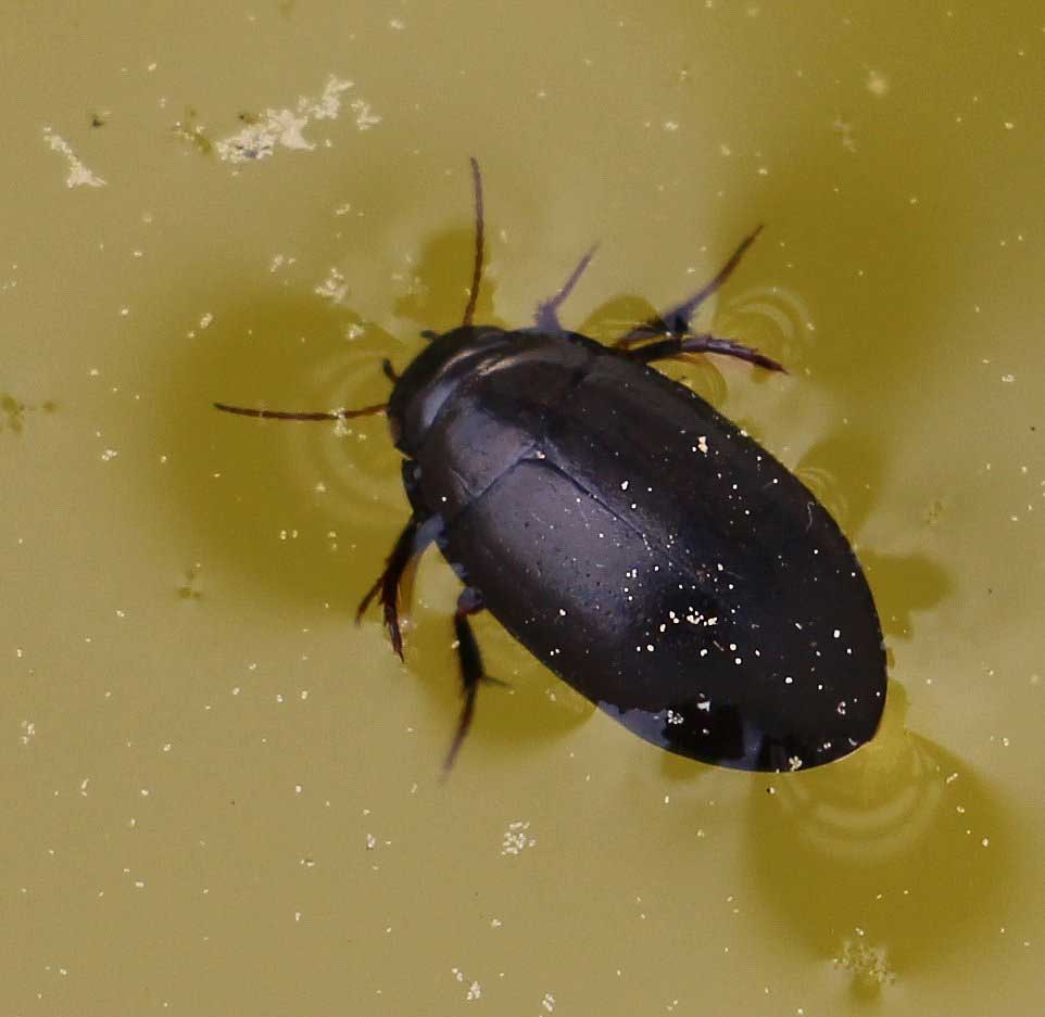 Water Beetle Learn About Nature Water Beetle Learn About Nature