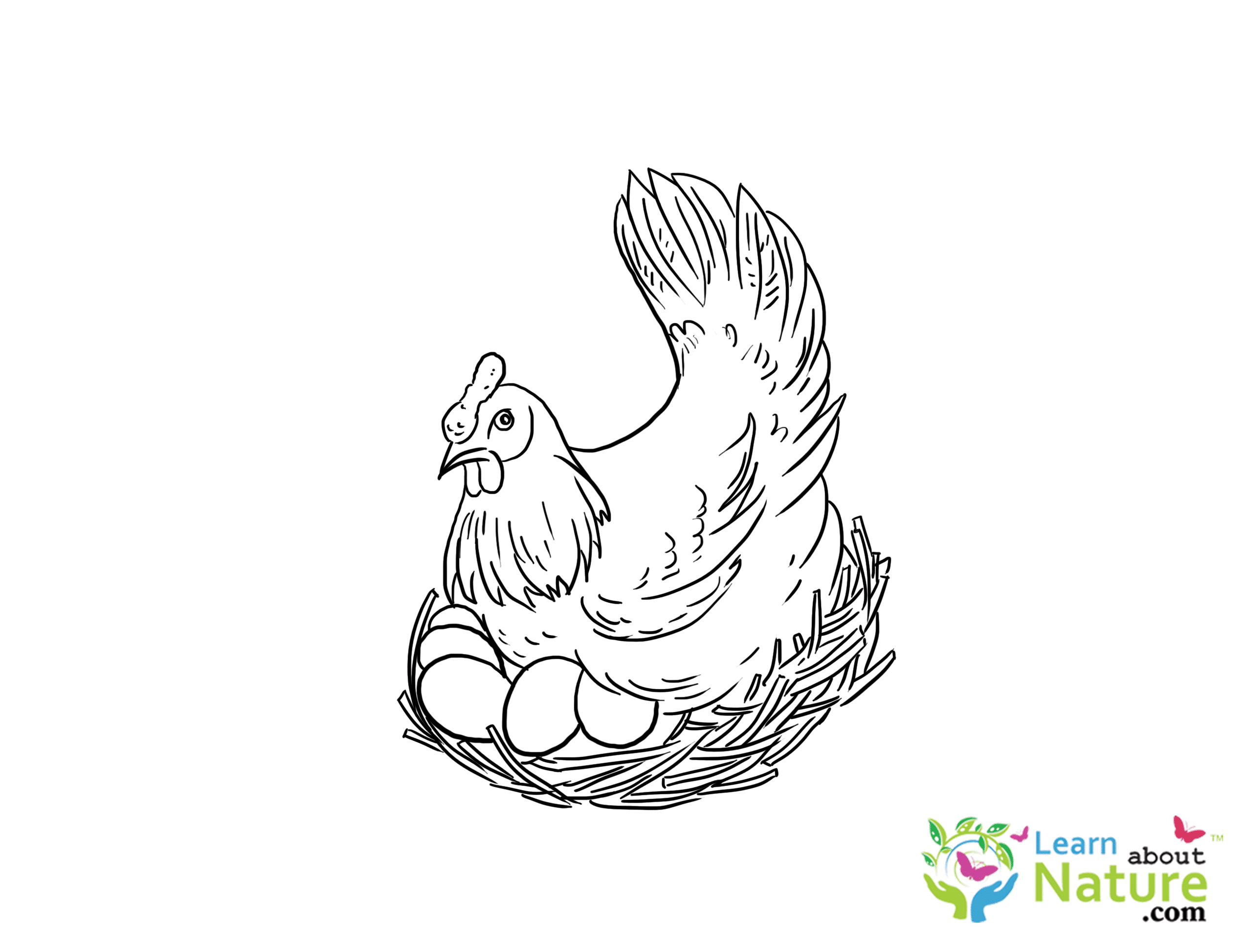 hen-with-eggs - Learn About Nature