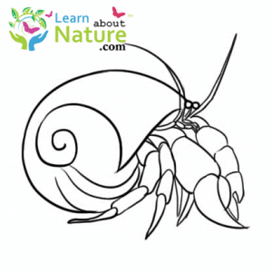 hermit-crab-coloring-page-1 - Learn About Nature