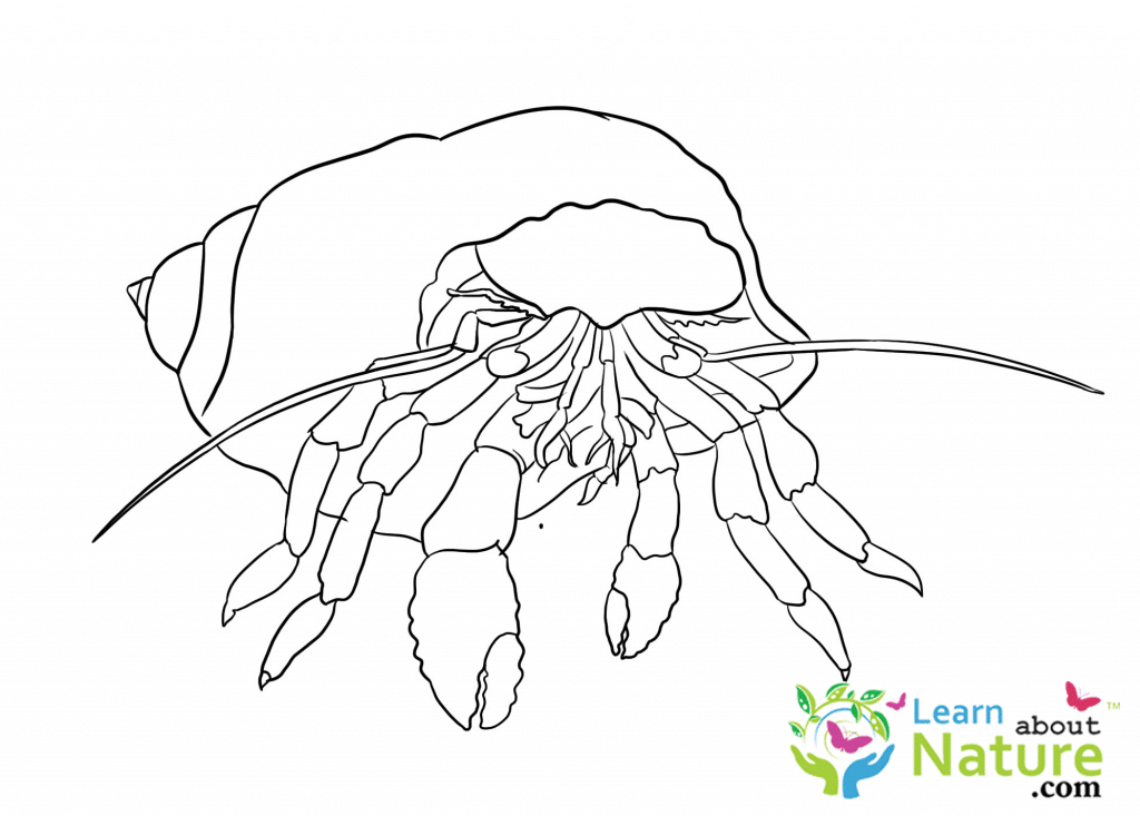 hermit-crab-coloring-page-9 - Learn About Nature