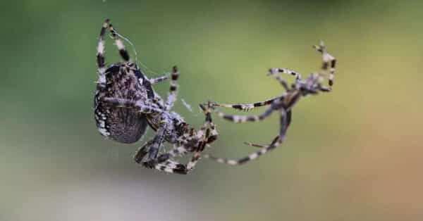 How Do Spiders Mate? - Learn About Nature
