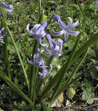 hyacinthus02 - Learn About Nature