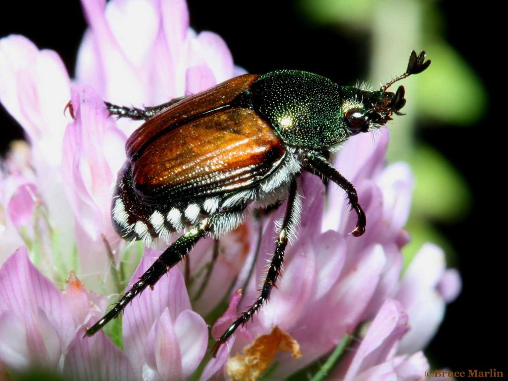 Japanese Beetle - Learn About Nature