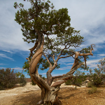 Juniper Tree - Learn About Nature