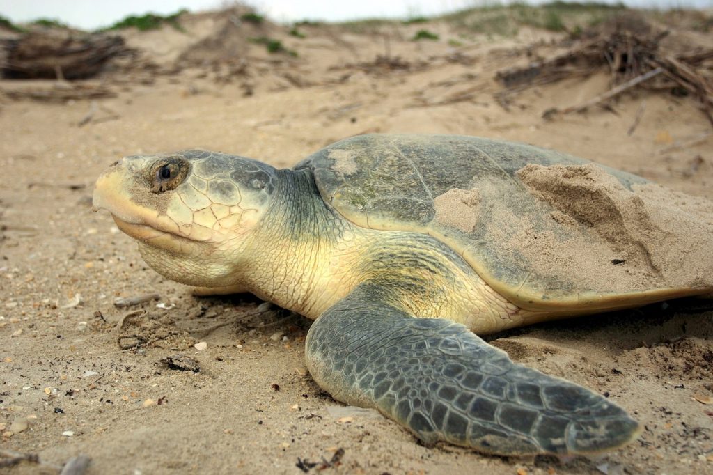 Kemp's Ridley Sea Turtle - Learn About Nature