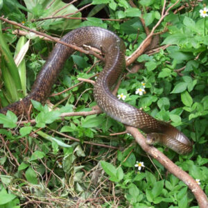 Types of Snakes: Colubridae - Learn About Nature