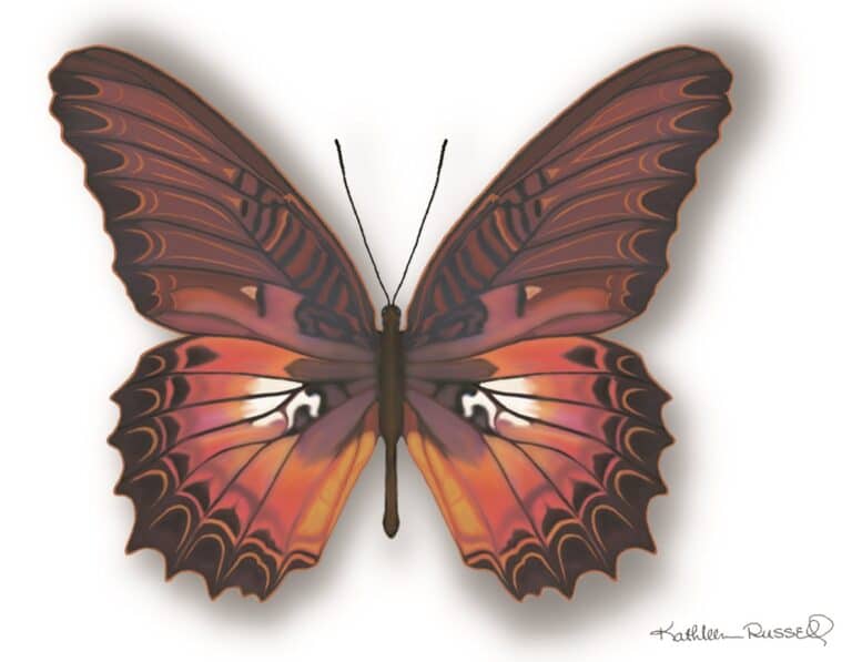 Lace Wing - Learn About Nature