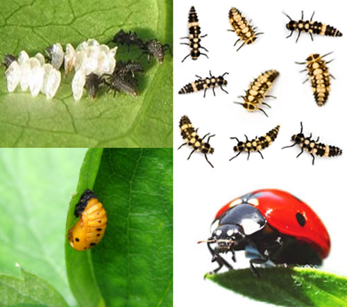 ladybug-lifecycle - Learn About Nature