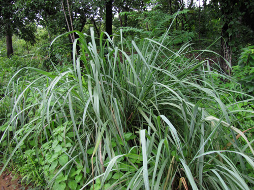 lemon-grass-1.jpg - Learn About Nature