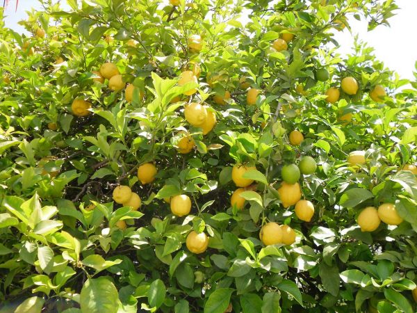 Lemon Tree - Learn About Nature