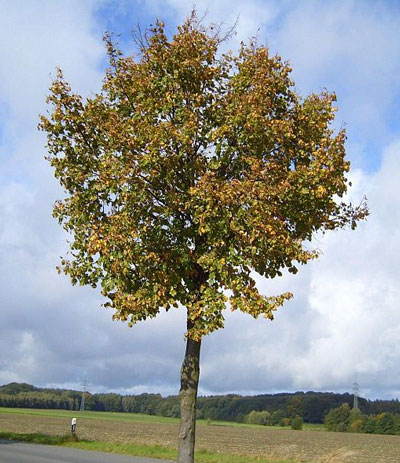 Linden Tree - Learn About Nature