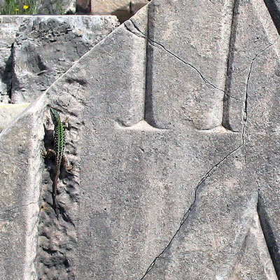 lizard-roman-1.jpg - Learn About Nature