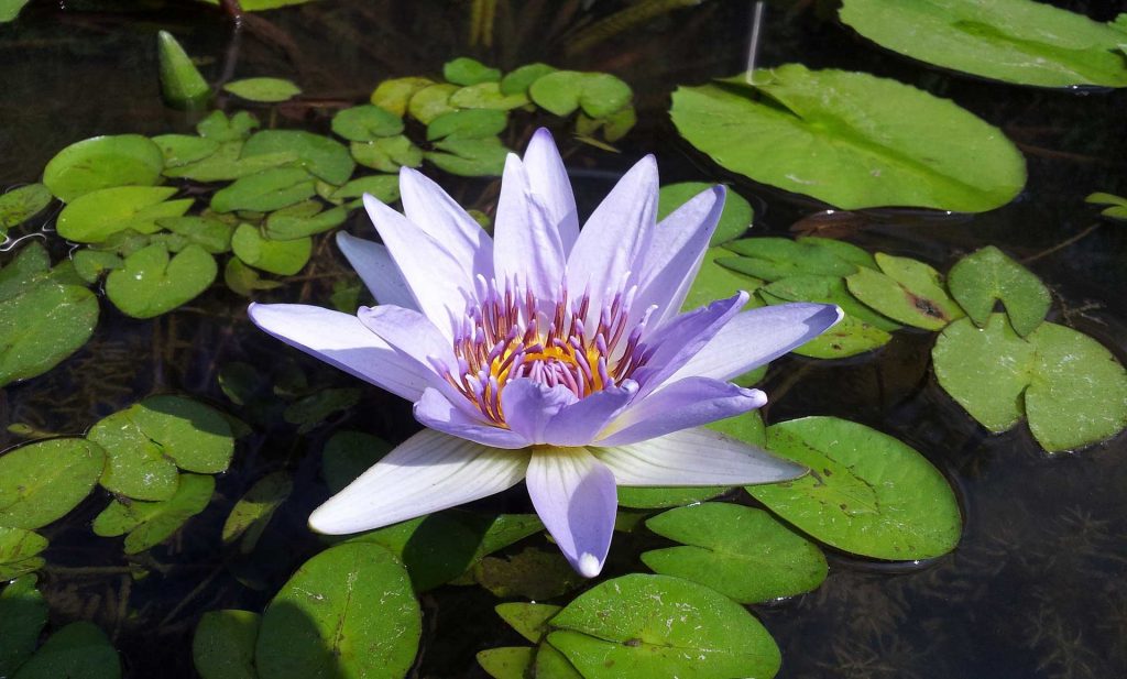 Spring Flowers: Lotus - Learn About Nature