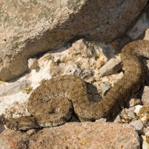 True Vipers of Europe - Learn About Nature