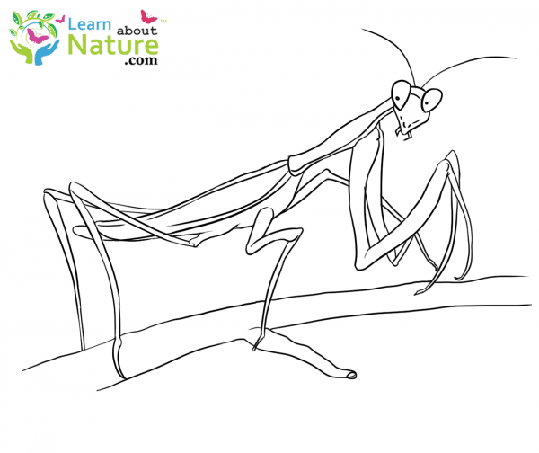 Mantis Marvel Coloring Pages