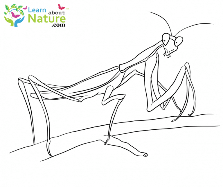 mantis-coloring-page-8 - Learn About Nature