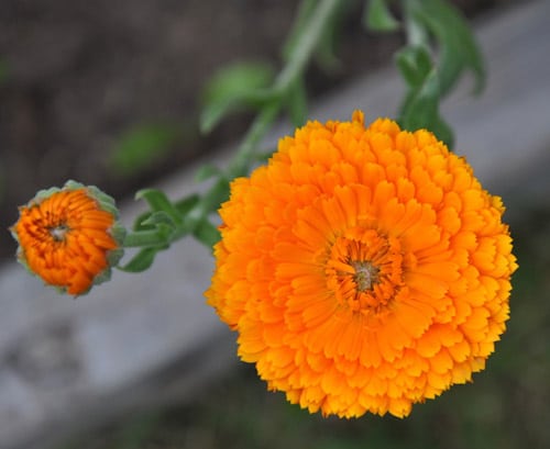 marygold-1.jpg - Learn About Nature