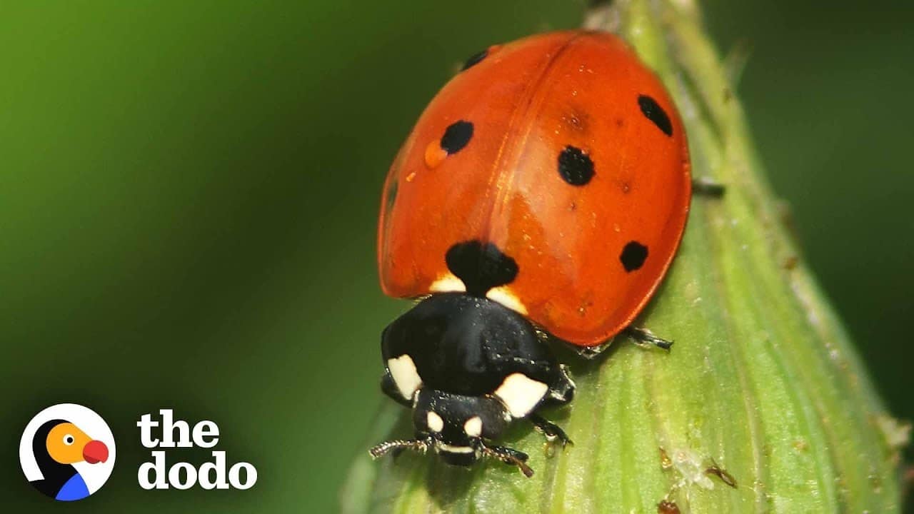 Ladybug Molting
