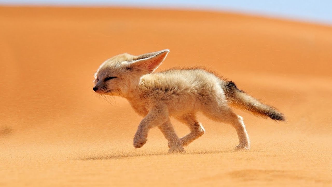 Fennec Fox Eating Bug