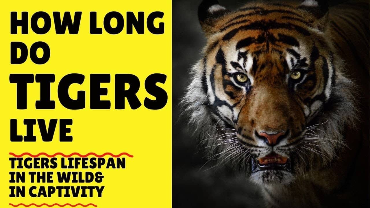 How Do Tigers Live
