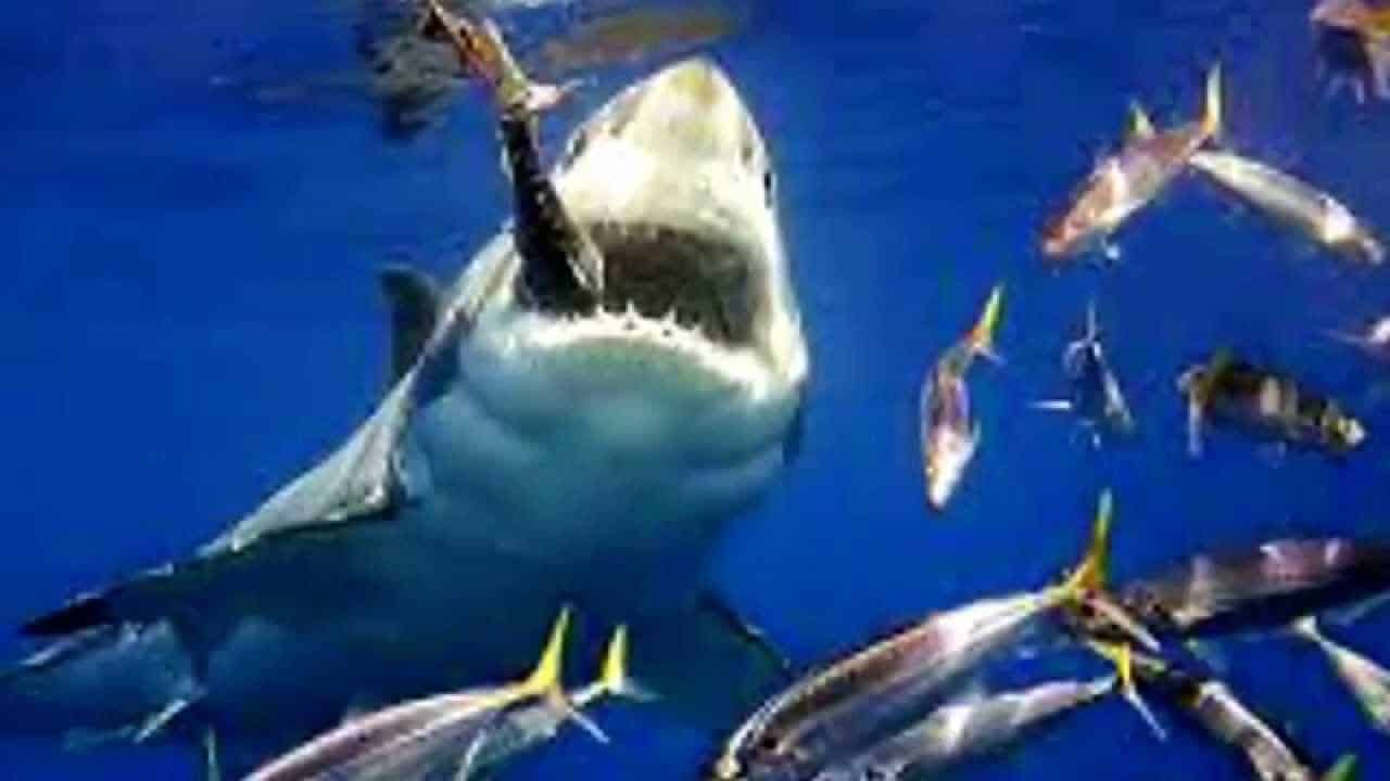 Shark Life Cycle