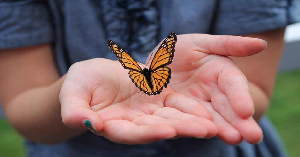 Saving Monarch Butterfly - Learn About Nature