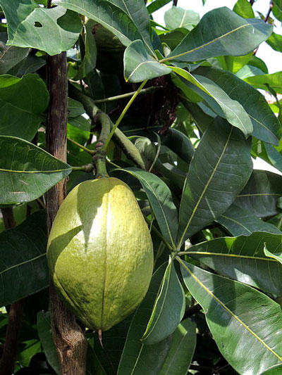 Money Tree - Learn About Nature