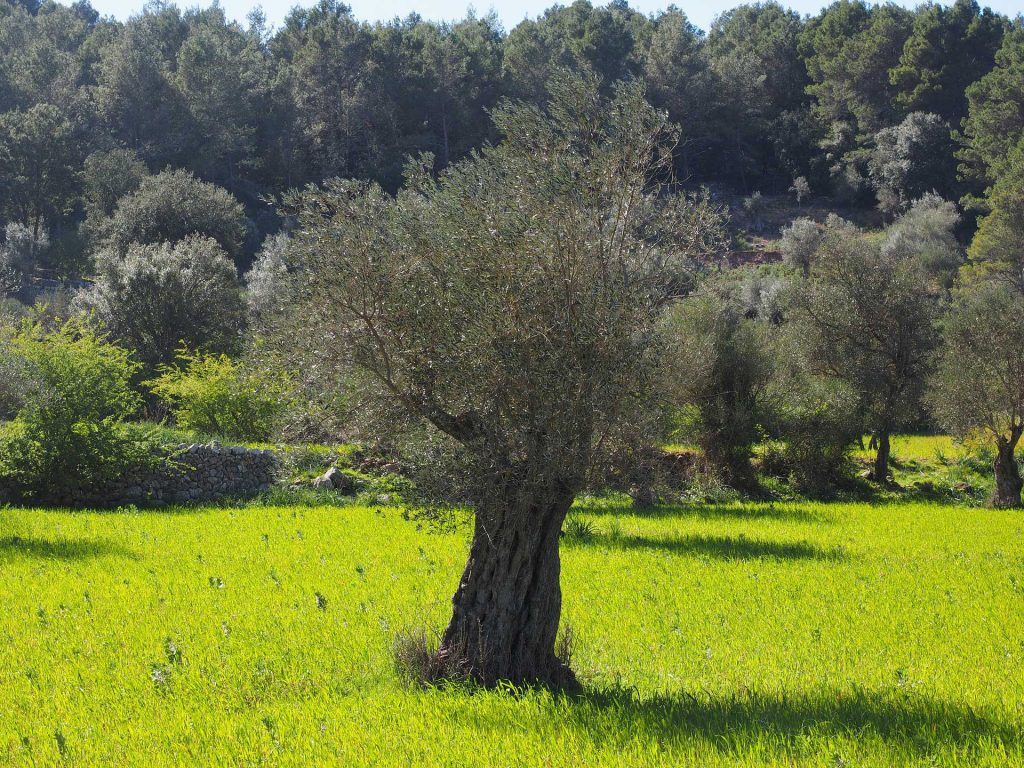 Olive Tree - Learn About Nature