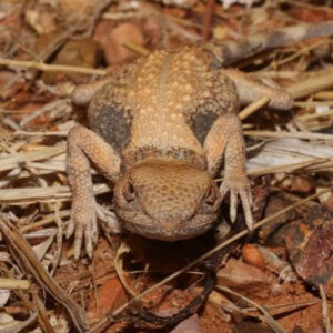Dragon Lizard - Learn About Nature