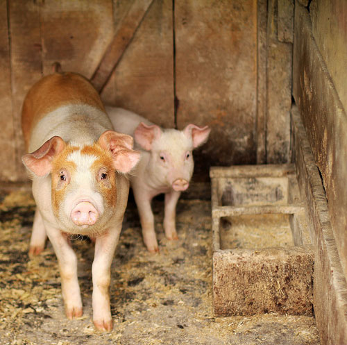 pigs02 - Learn About Nature