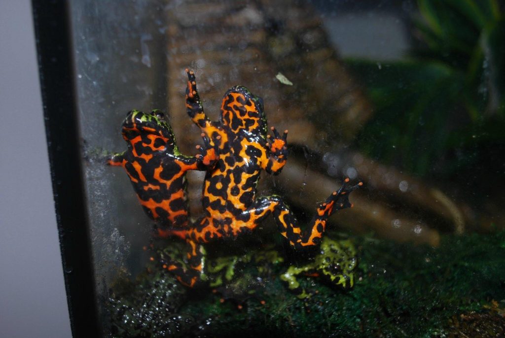 Fire Bellied Toad - Learn About Nature
