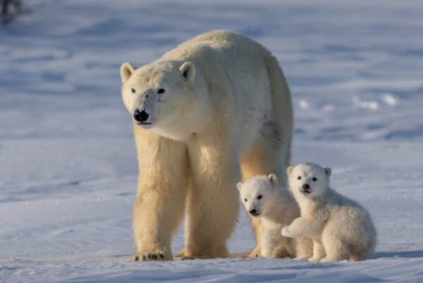 Where Do Bears Live?