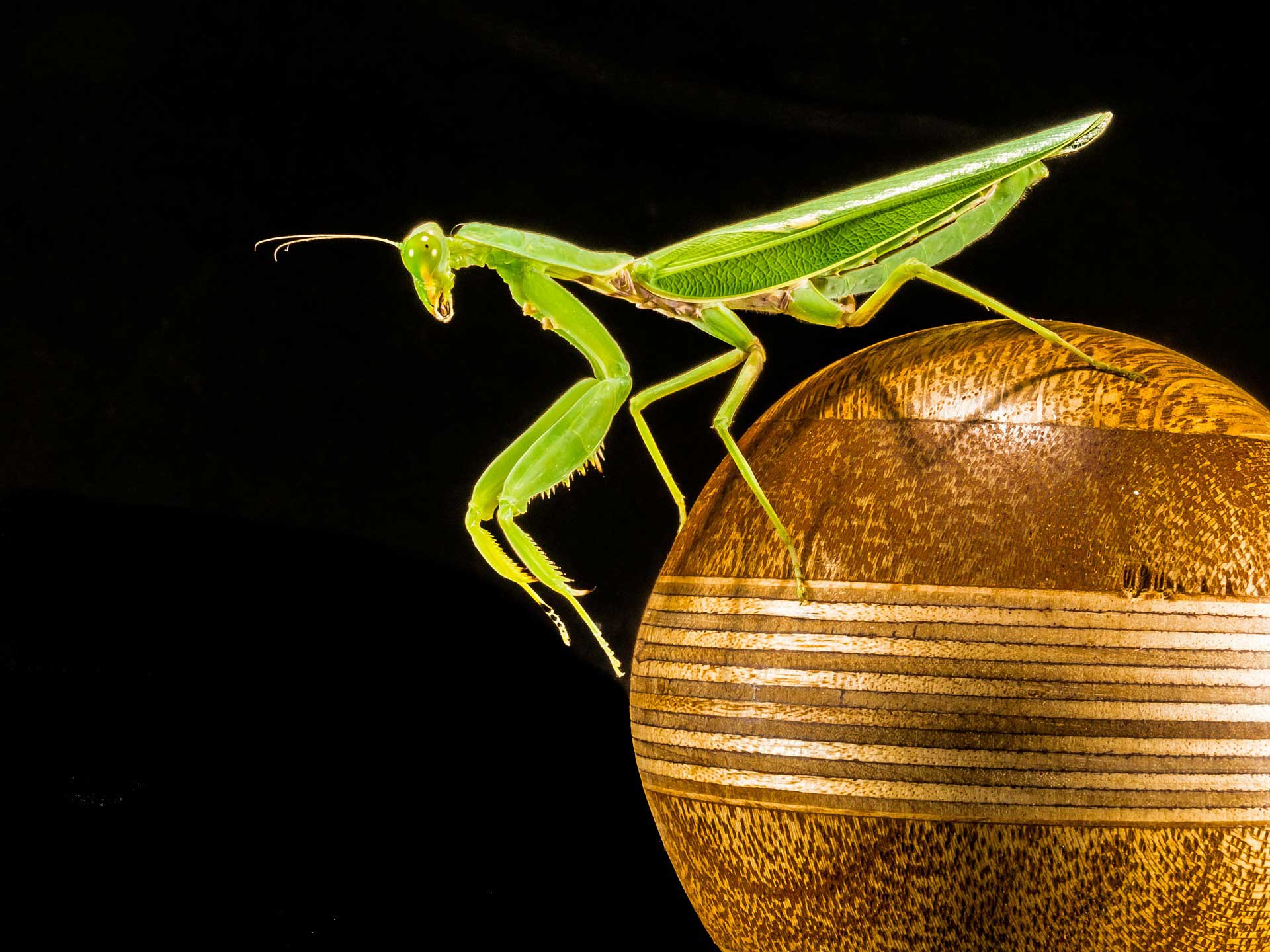 Where to Find Live Praying Mantis? - Learn About Nature