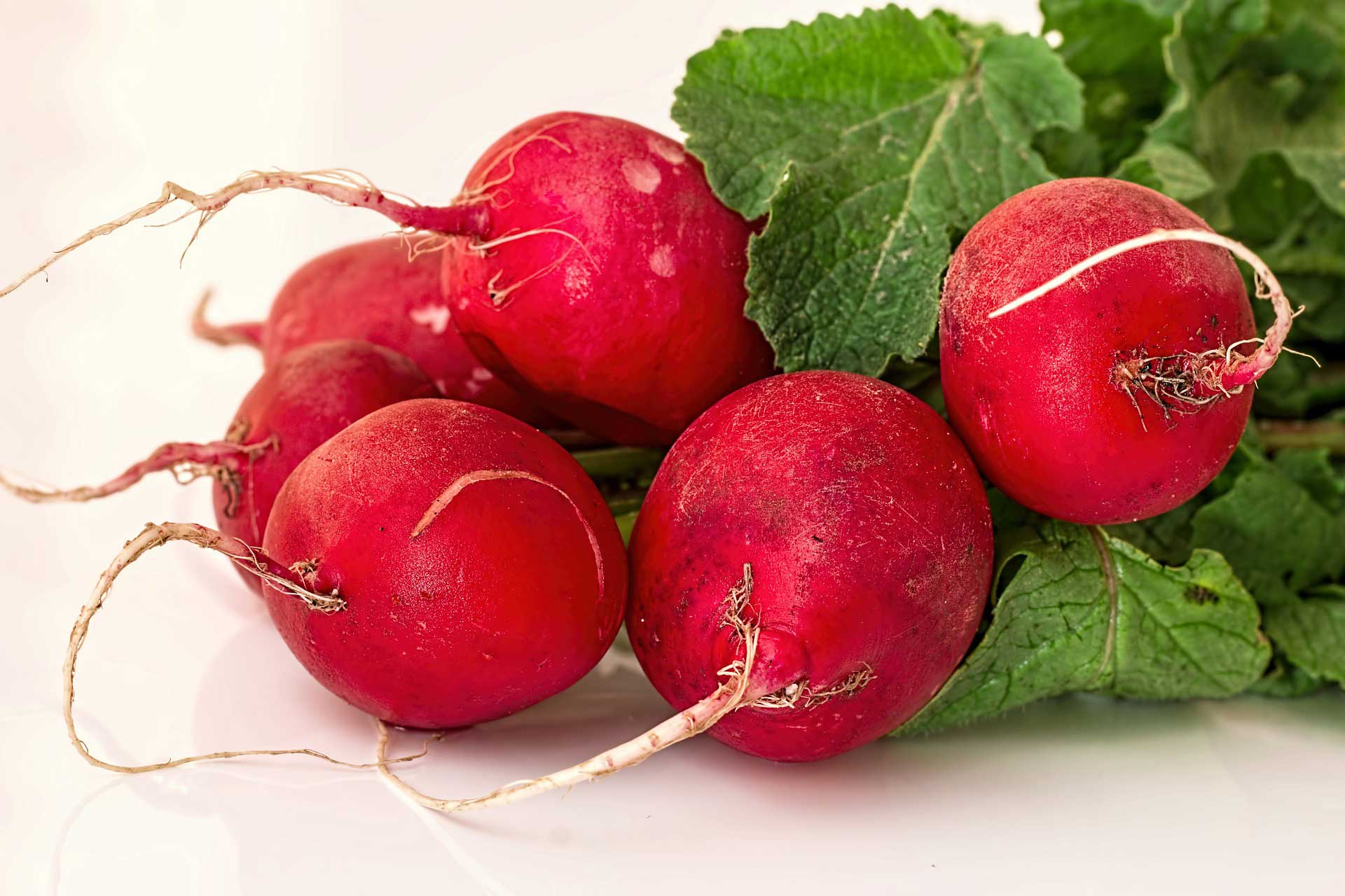 Radish Learn About Nature Radish Learn About Nature