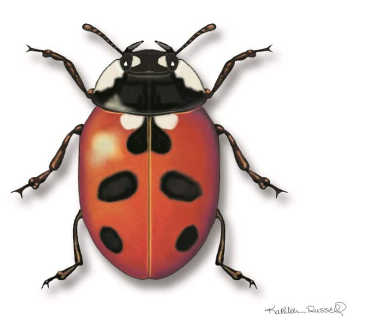 Red Ladybug - Learn About Nature