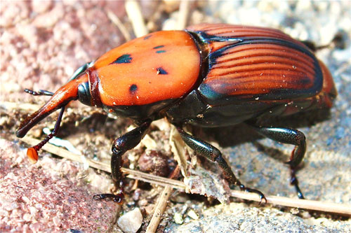 red-palm-weevil - Learn About Nature